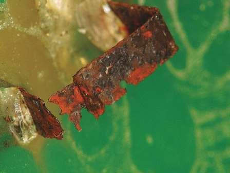 Evaluating Sensors to Monitor Steel Corrosion in Concrete Structures ...